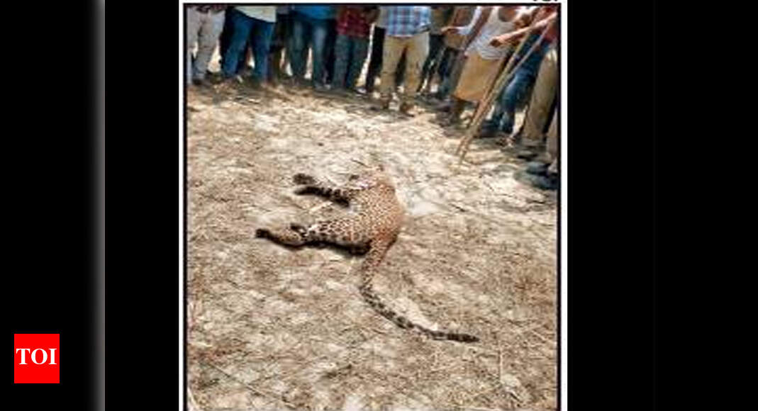 Big cat burnt, beaten to death in Bahraich | Bareilly News - Times of India