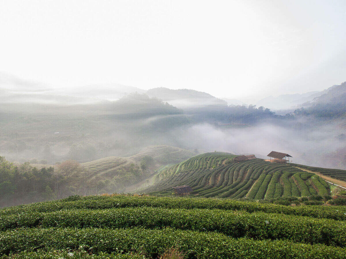 Of fine taste – charming tea estate stays in India | TimesTravel