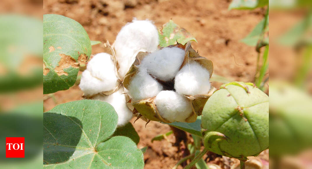 Cotton-sowing season nearly over, Punjab 30% short of target | Amritsar ...