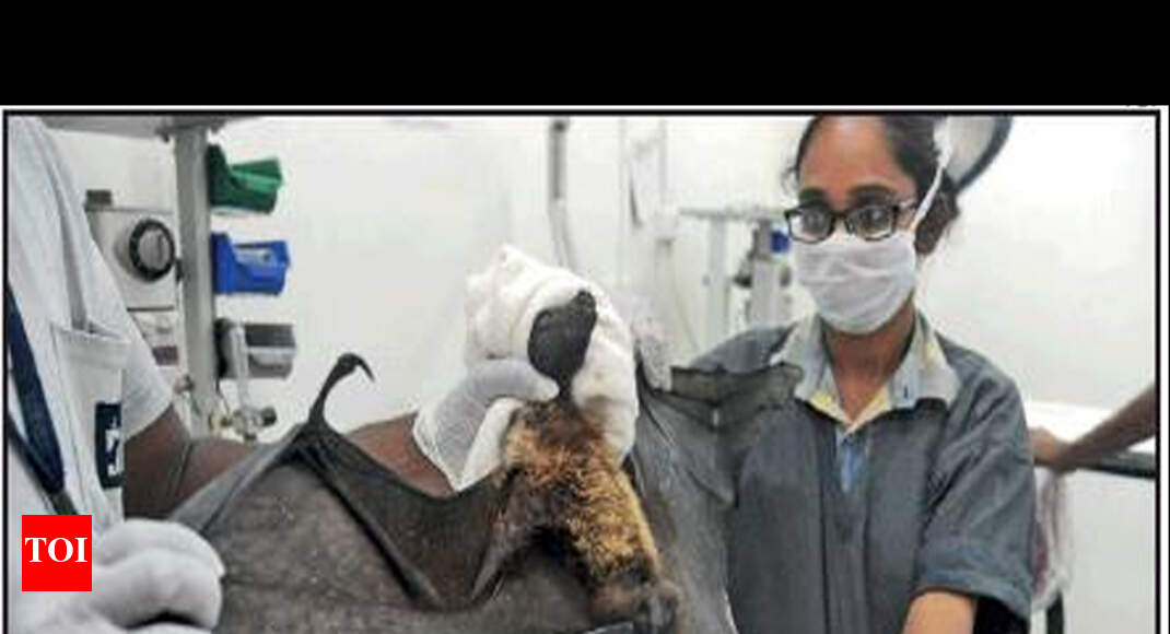Bats falling victim to dehydration too | Ahmedabad News - Times of India