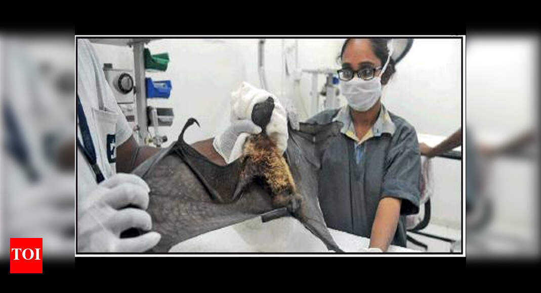 Bats falling victim to dehydration too | Ahmedabad News - Times of India