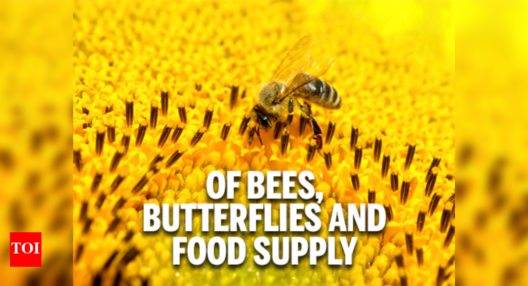 Infographic: Why we may starve without bees and butterflies - Times of ...