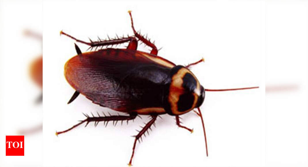 Hotel Serves Insect In Food: Ruckus after hotel serves insect in food ...