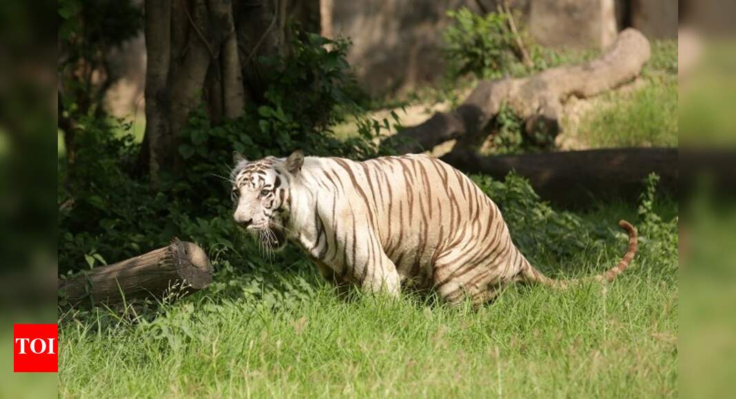 Kolkata zoo in a fix over tiger breeding - Times of India