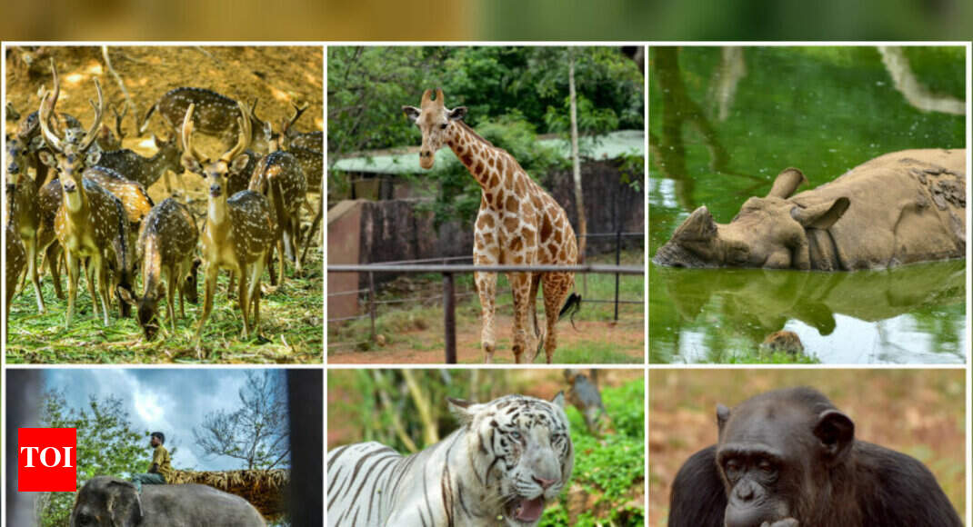 Visakhapatnam: Meet the star attractions of Vizag's 'animal planet ...