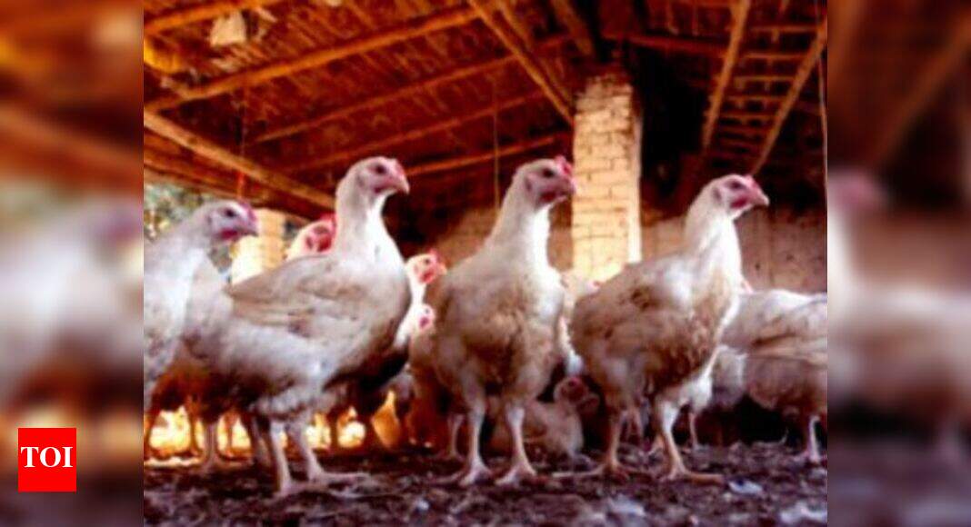Rotten Meat: Chicken prices crash across Kolkata on rotten meat scare ...