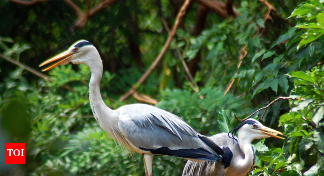 'Protecting Dudhwa flora, fauna priority' | Lucknow News - Times of India