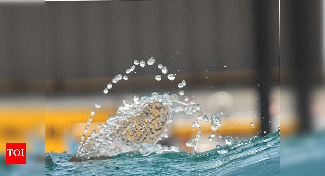 Gujarat Ecology Society The Forest Department: They help balance ...