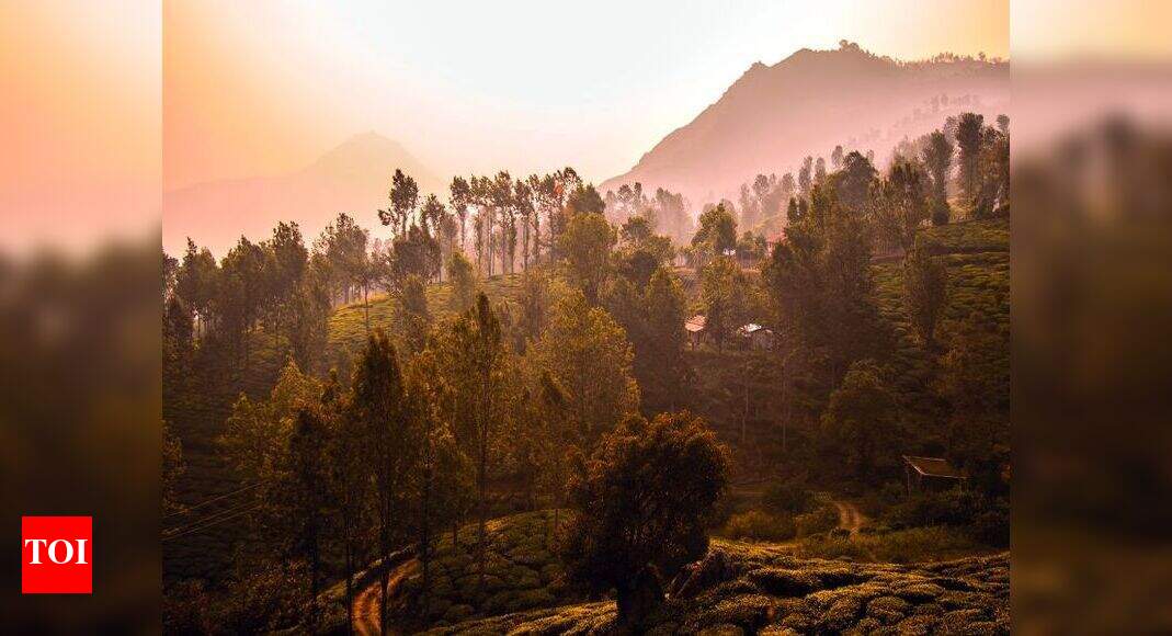 Insta Corner: Tea and Dusk, Taken at Devashola, Ooty - Times of India