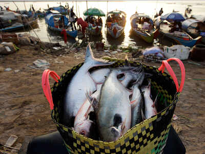 Slurry ice to help preserve fish for months | Chennai News - Times of India