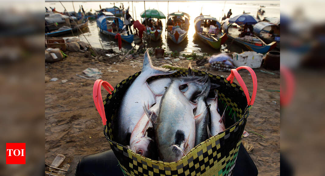 Slurry ice to help preserve fish for months | Chennai News - Times of India