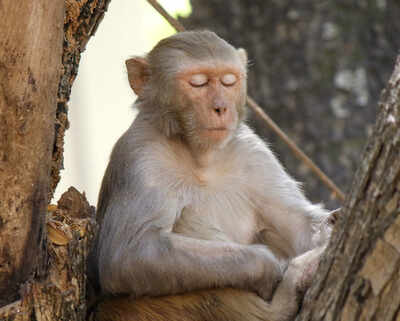 Villagers' overnight efforts to save the life of wounded monkey go in ...