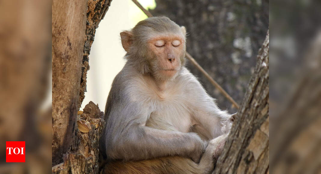 Villagers' overnight efforts to save the life of wounded monkey go in ...