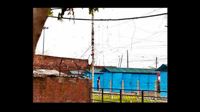 Electric wire falls on shed, 70 pigs electrocuted | Chandigarh News ...