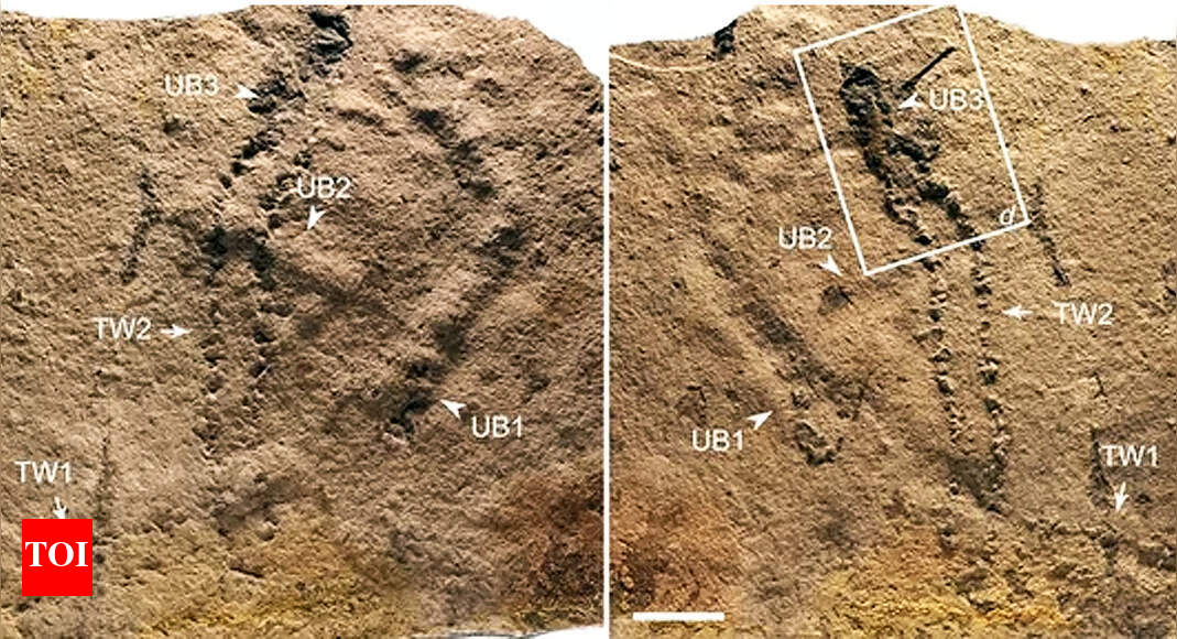 7. Look! That’s a 550 million year old footprint - Times of India