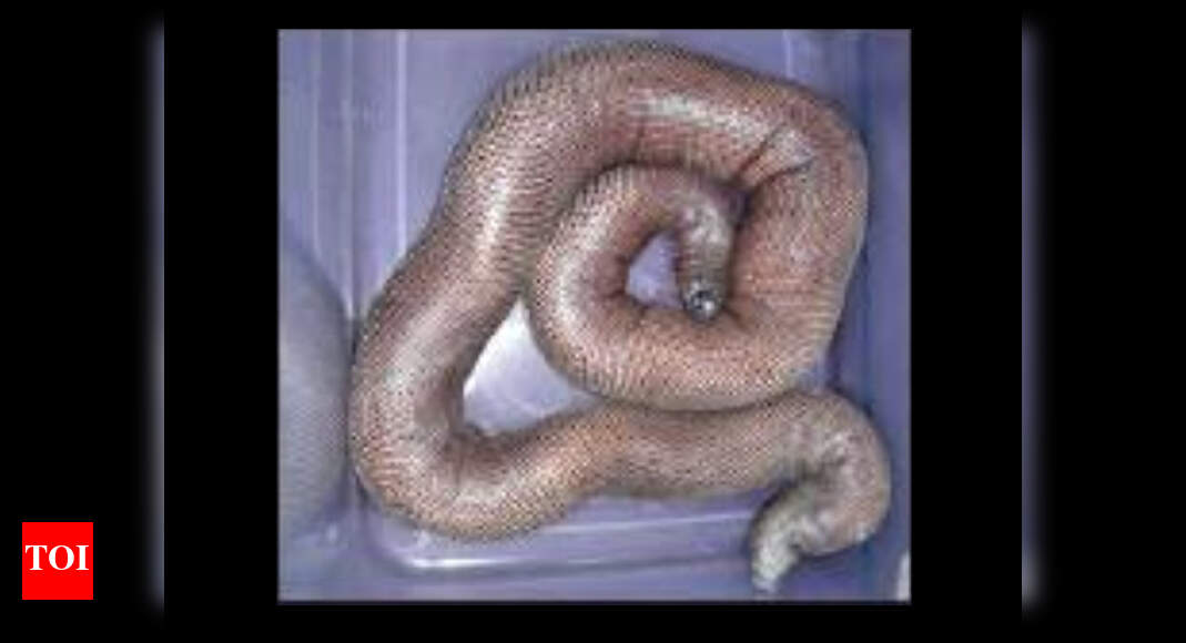 Two-Headed Snake: Duo try to sell 'two-headed' snake for Rs 30 lakh ...