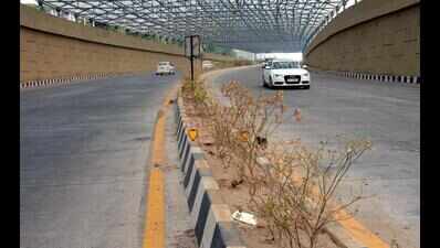 Heat or habits? Plants drying up at Gurugram underpasses | Gurgaon News ...