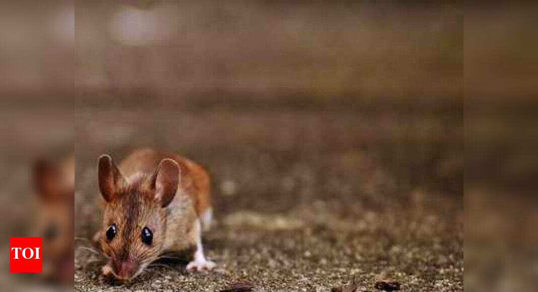 Effects of Alzheimer's disease reversed in mice - Times of India