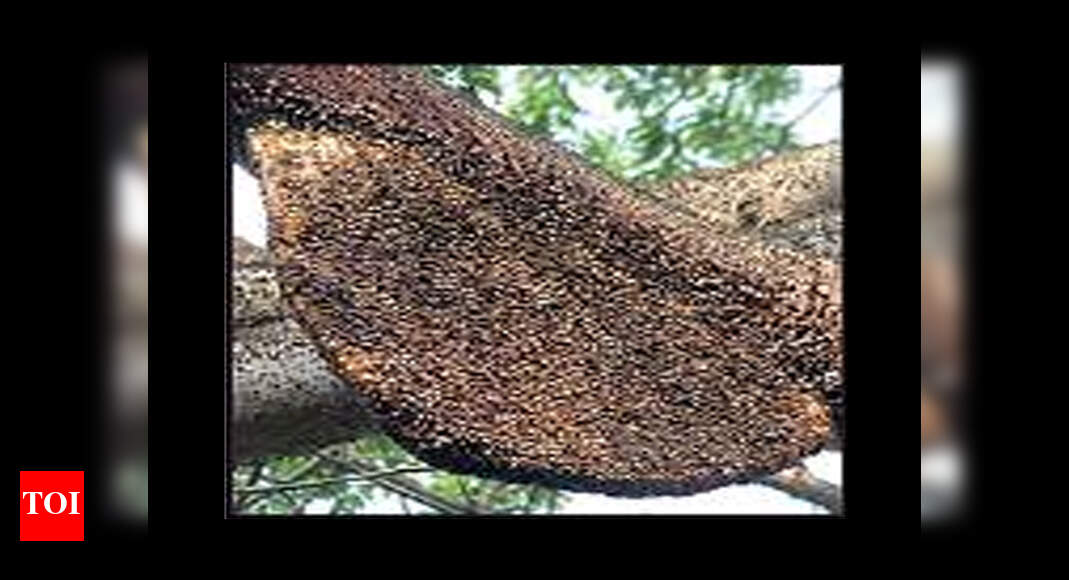 Bees Attack: 10 injured as bees attack devotees in Big Temple | Trichy ...