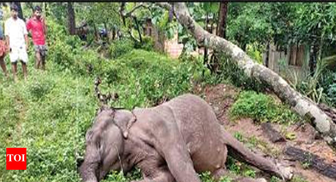 Elephant caught in forest dept’s power fencing electrocuted | Kozhikode ...