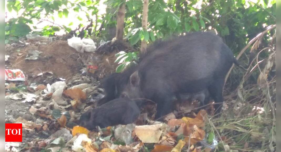 movement of stray pigs increased - Times of India