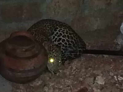 Forest department rescues leopard after 90 minutes of struggle | Rajkot ...