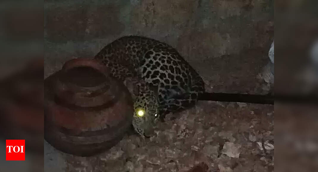 Forest department rescues leopard after 90 minutes of struggle | Rajkot ...
