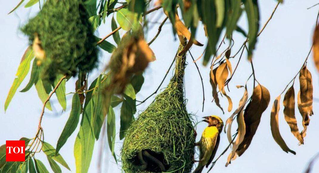 Baya Weaver: Counting of Baya weaverbirds begins in Surat district ...