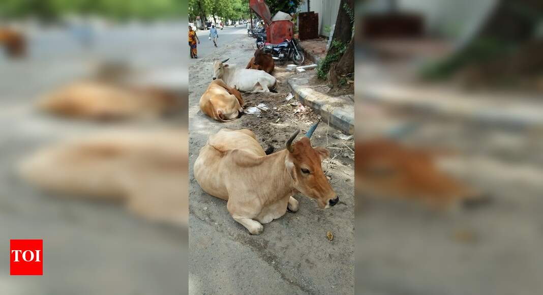cattle Minance - Times of India