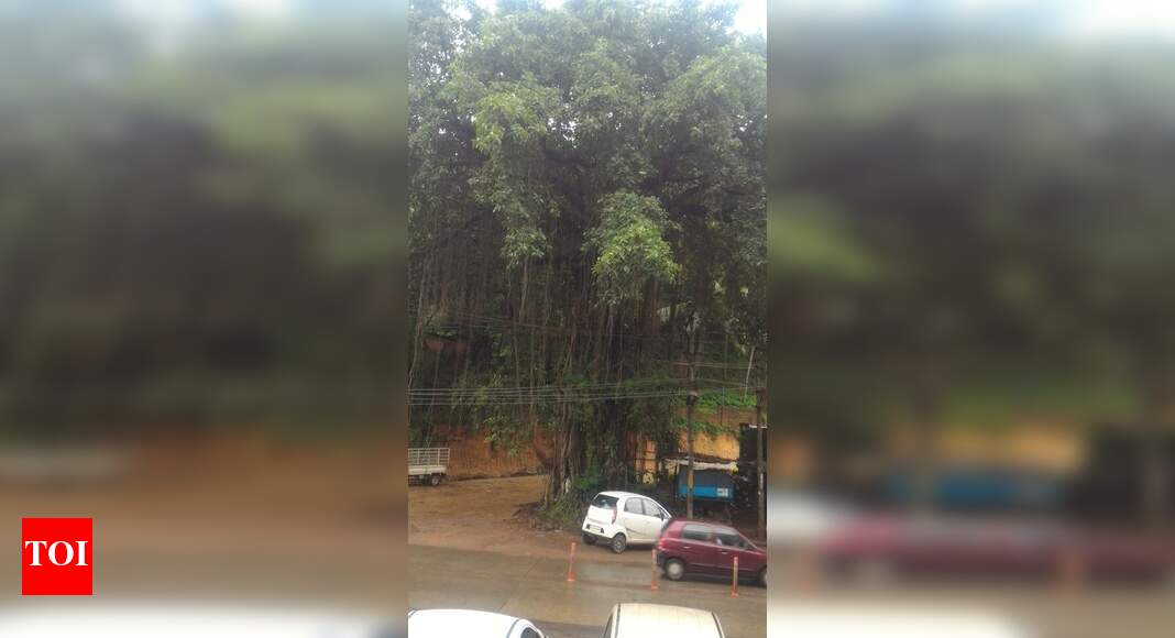 danger tree - Times of India