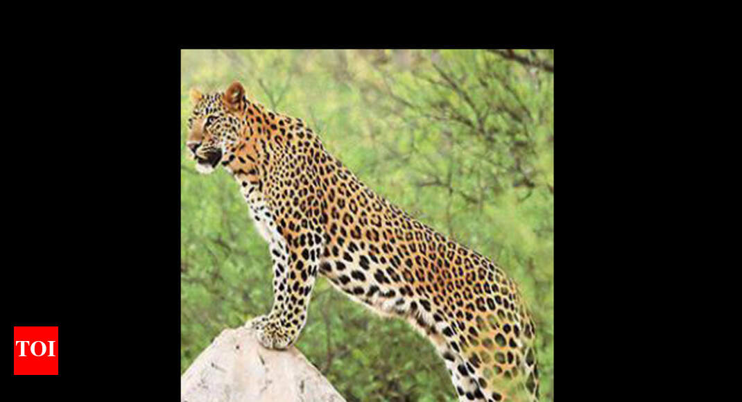 tourists: Goa: Tourists warned of tigers, leopards | Goa News - Times ...