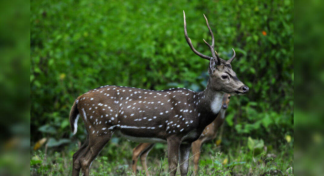 Fascinating weekend escapes from Ooty, Ooty - TimesTravel