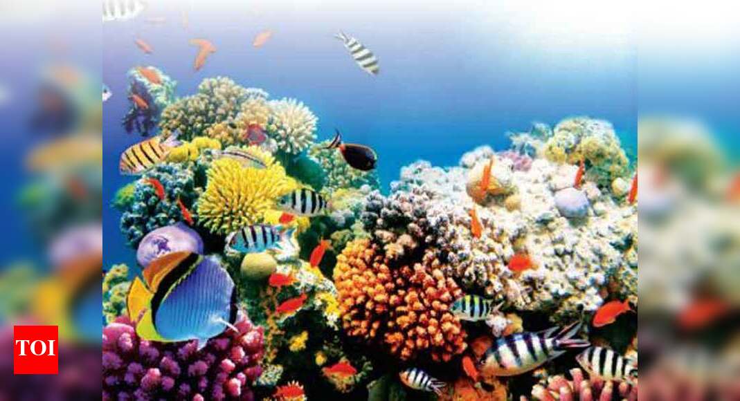 Coral reef in India: Off Goa’s coast, India’s hidden coral gem ...