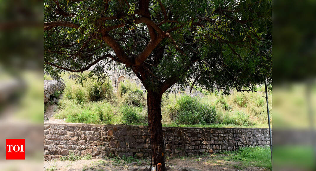 Hyderabad scientists claim how to use Neem to cure cancer | Hyderabad ...