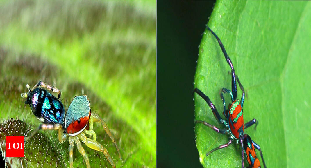 rare spider: Rare spider found after 150 years | Kozhikode News - Times ...