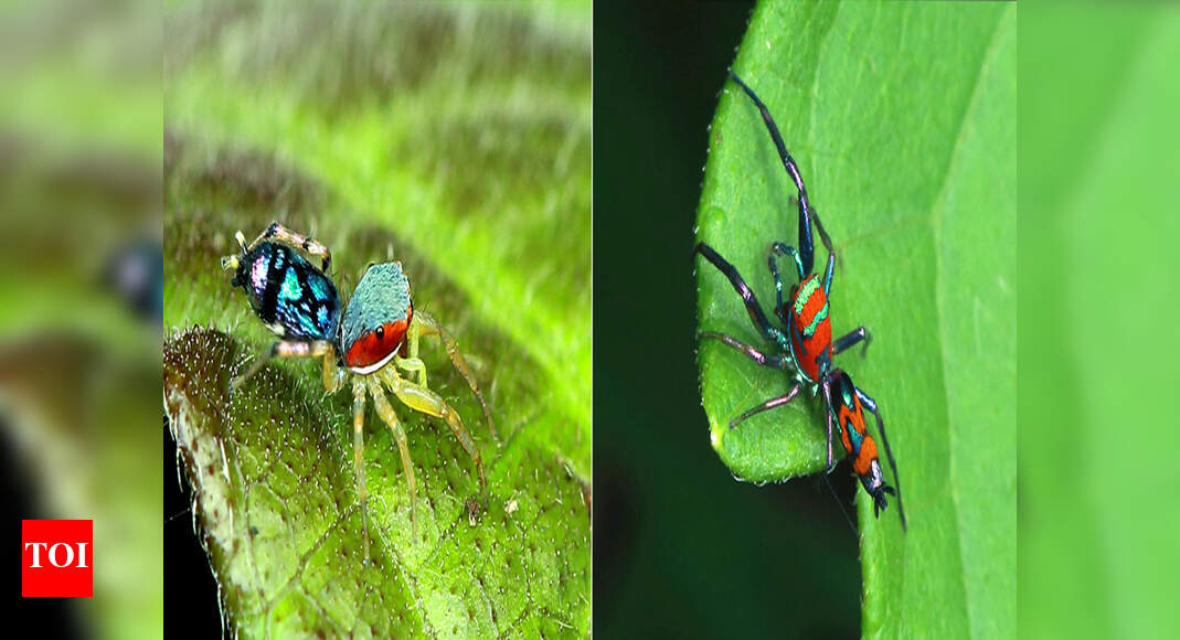 Rare Spider: Rare spider found after 150 years | Kozhikode News - Times ...