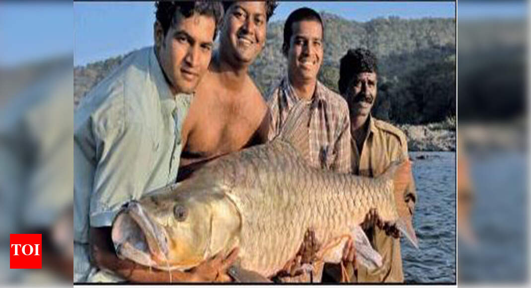 Endangered mahseer now gets a scientific name | Bengaluru News - Times ...