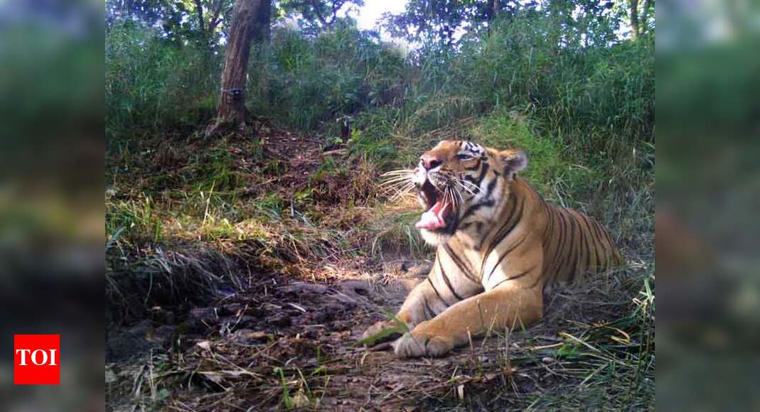 Tiger Population In India: How this Bihar sanctuary tripled tiger ...