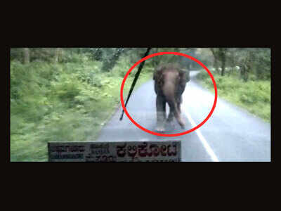 Karnataka: 60 passengers have narrow escape as elephant attacks KSRTC ...