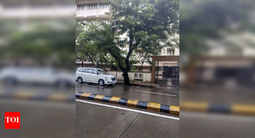 dangerous tree - Times of India