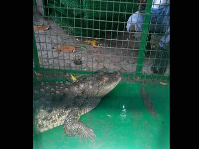 12-Foot-Long Crocodile: 12-foot-long crocodile rescued from Jarod farm ...