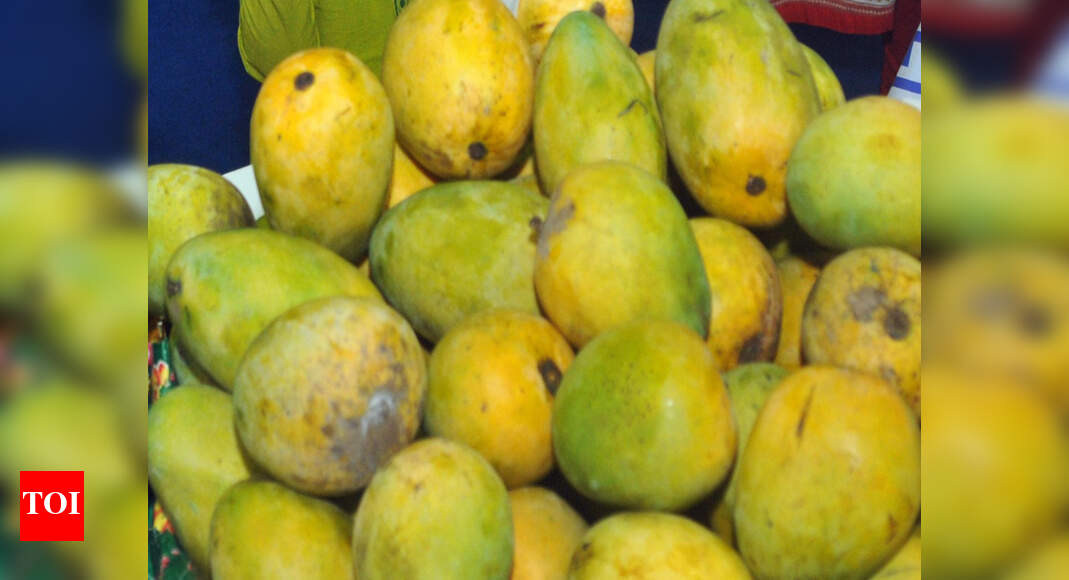 Export: Mango exports break all record this year | Nashik News - The ...