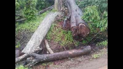 Mass felling of trees: Seven forest officials suspended | Kozhikode ...