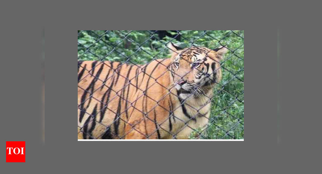 Delhi zoo: Royal Bengal tiger freed from cage after 3 months | Delhi ...