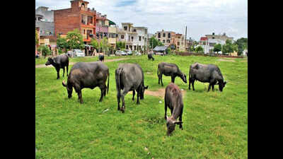 Cow Cess: Now, pay cow cess on purchase of vehicles, liquor ...