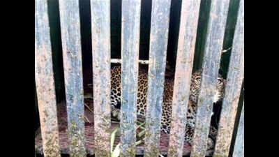 Leopard: Female leopard caught in Belhe to be released | Pune News ...