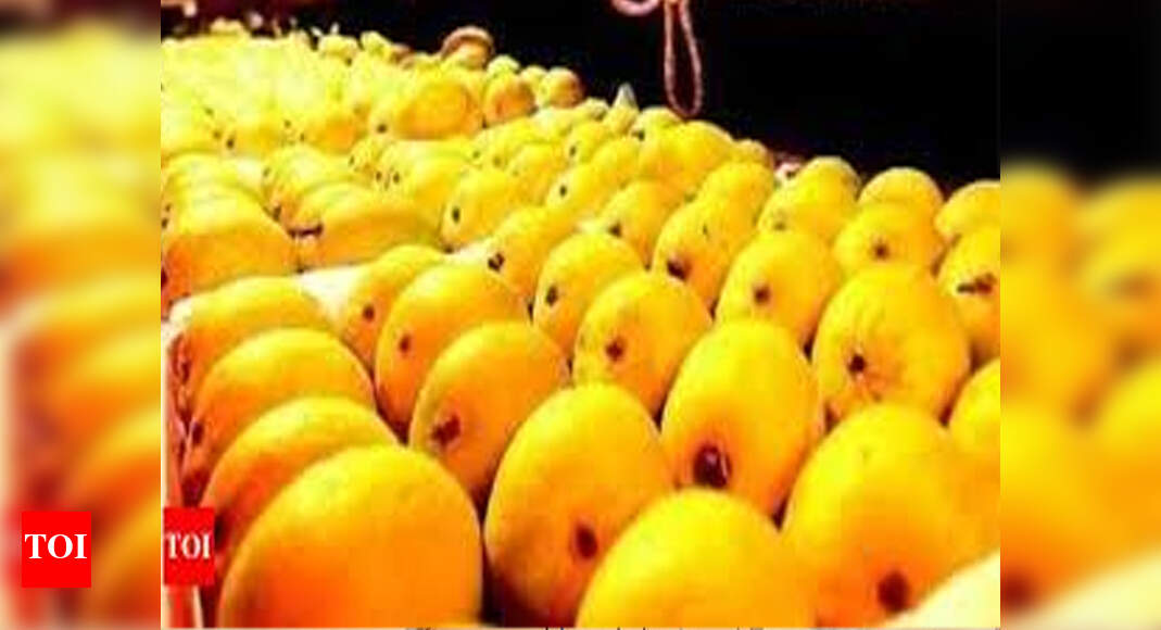 Mango fest: Malda variety finds many takers | Patna News - Times of India