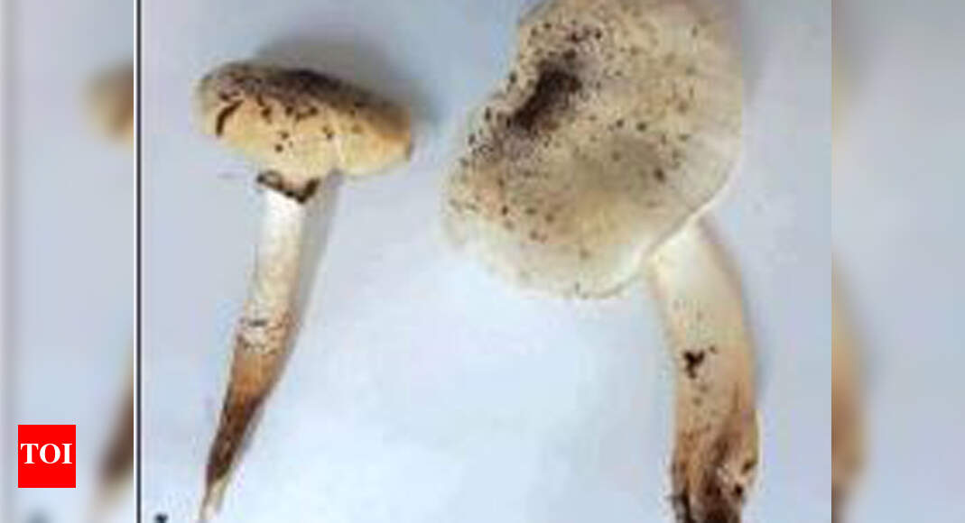 Wild Mushrooms: Goa: Wild mushrooms likely to make early appearance due ...