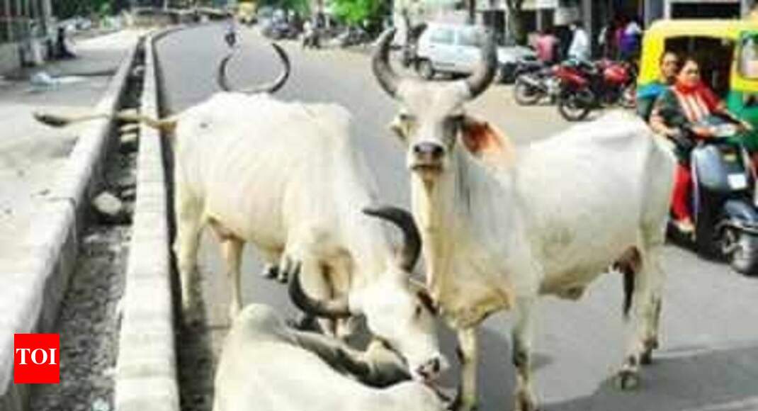 Cow urine can cure cancer: Gujarat team | India News - Times of India