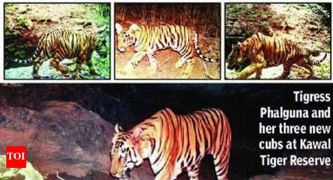 3 new tiger cubs spotted at Kawal tiger reserve | Hyderabad News ...